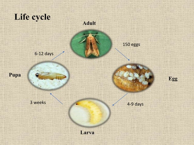 Stored grain pests | PPTX