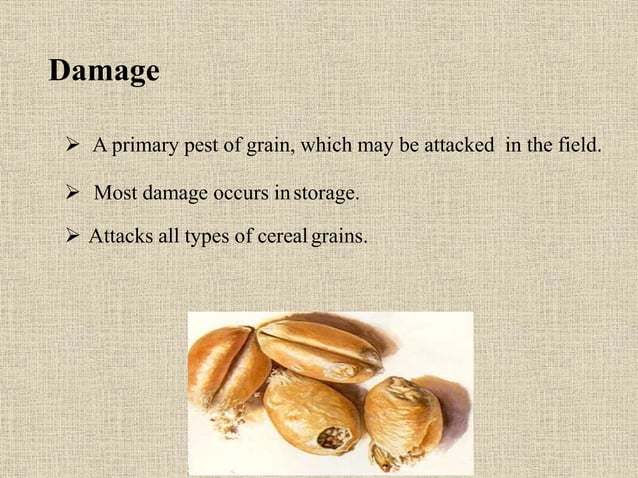 Stored grain pests | PPTX