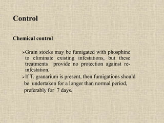 Stored grain pests | PPTX