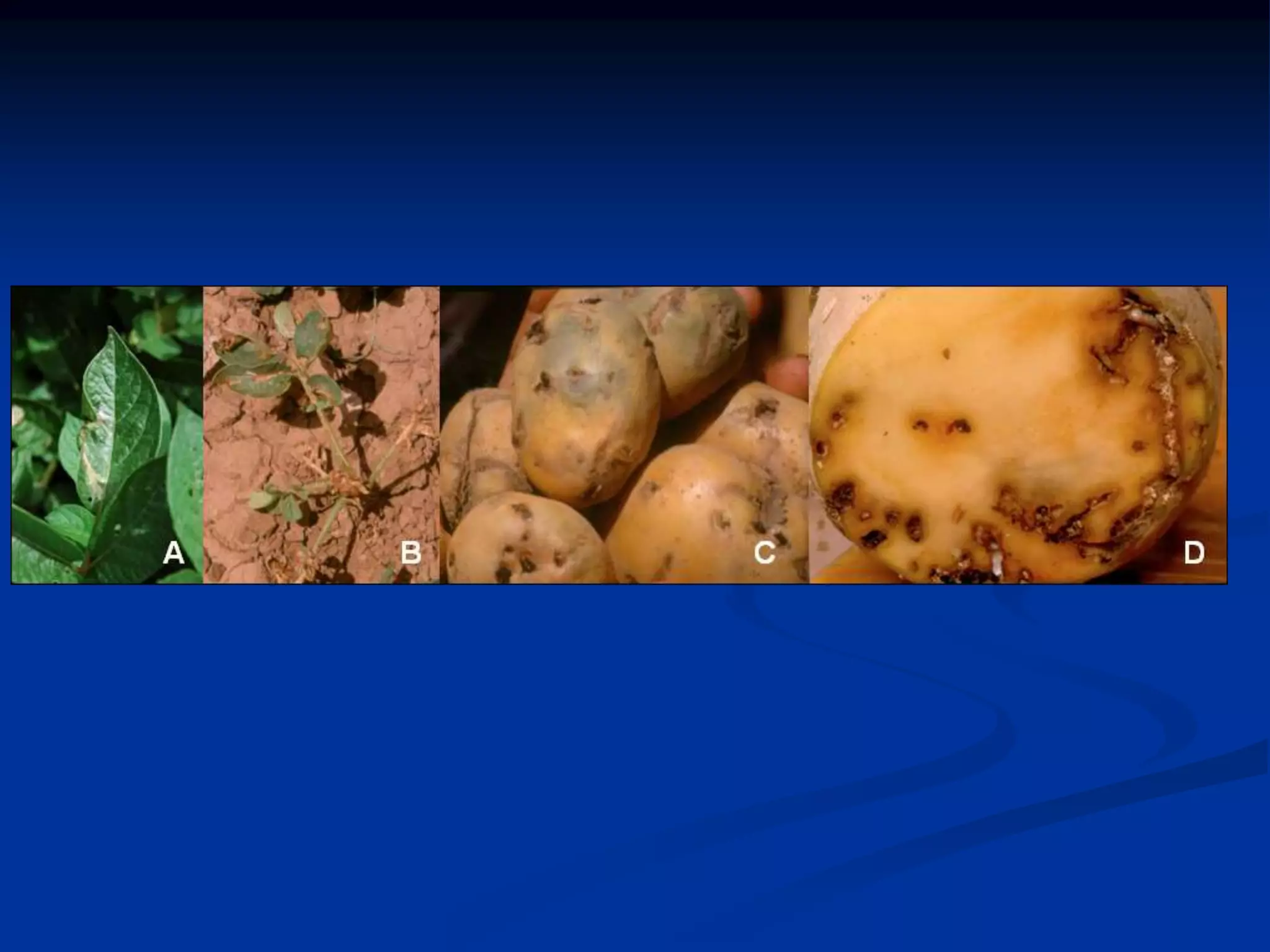 Stored grains.ppt