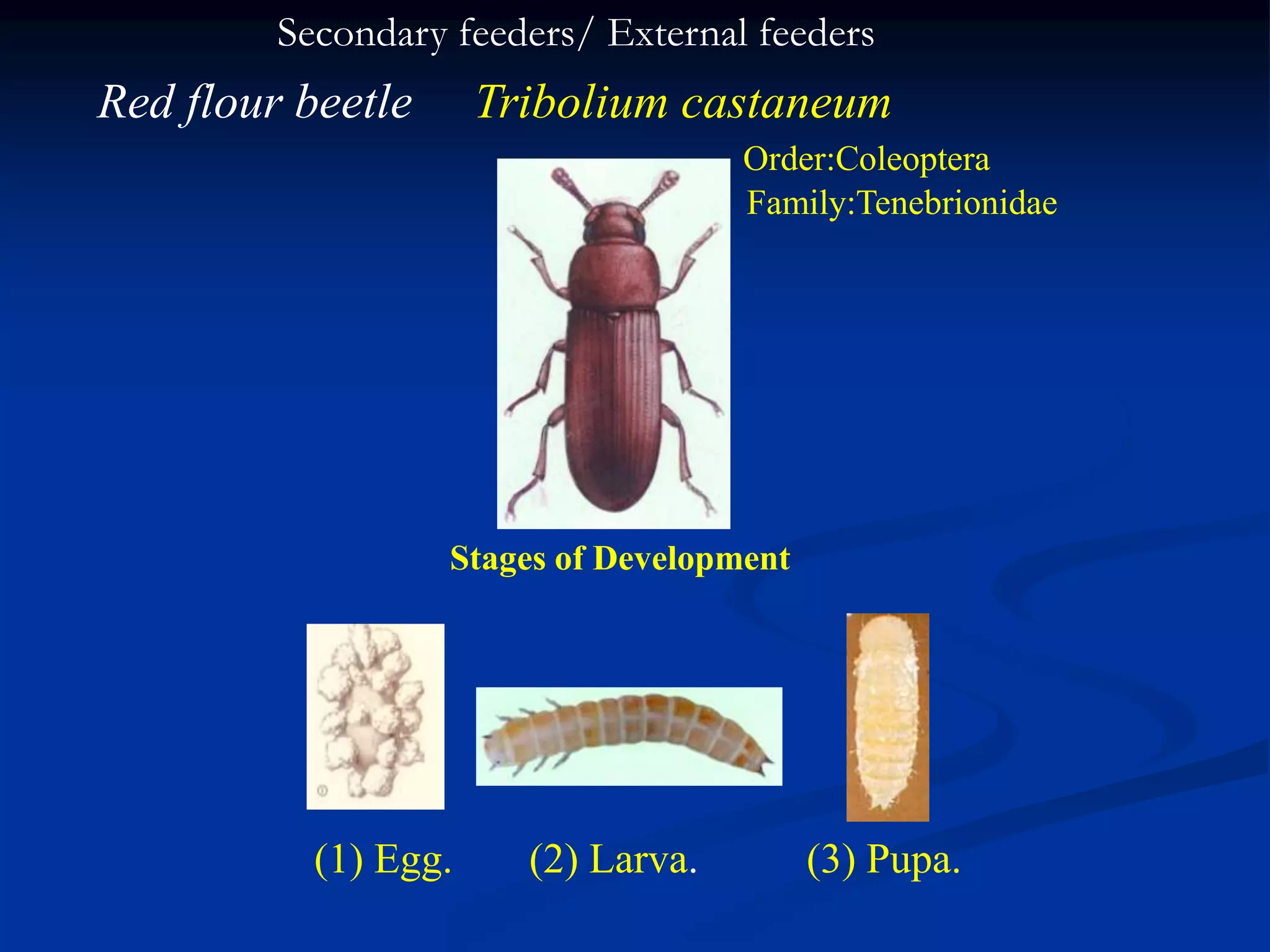 Stored grains.ppt