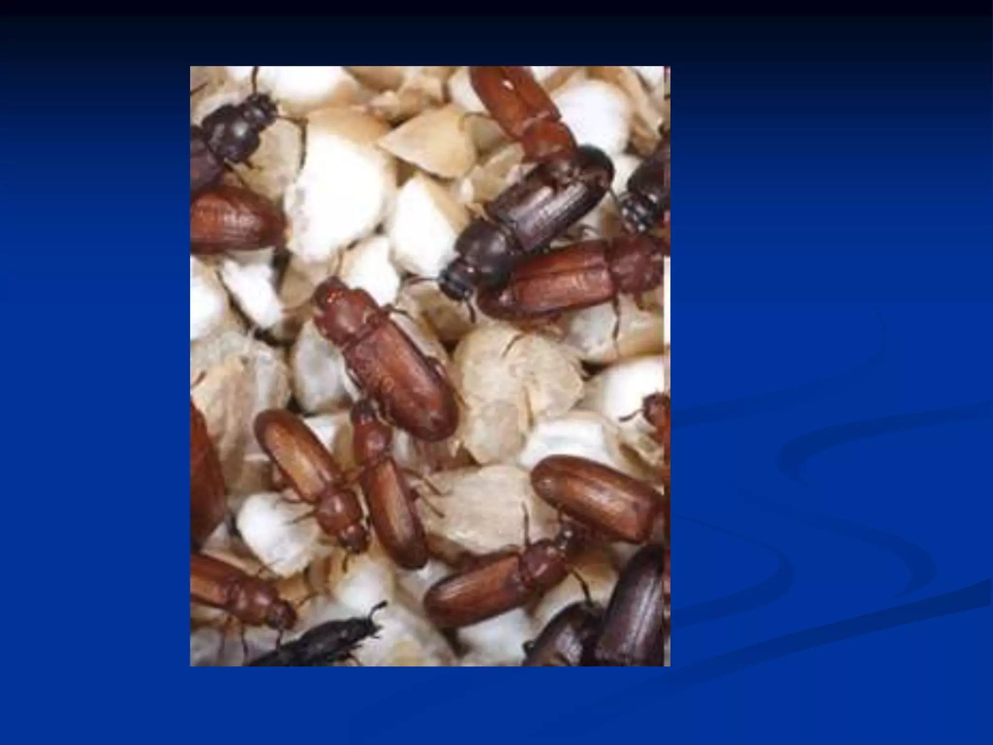 Stored grains.ppt