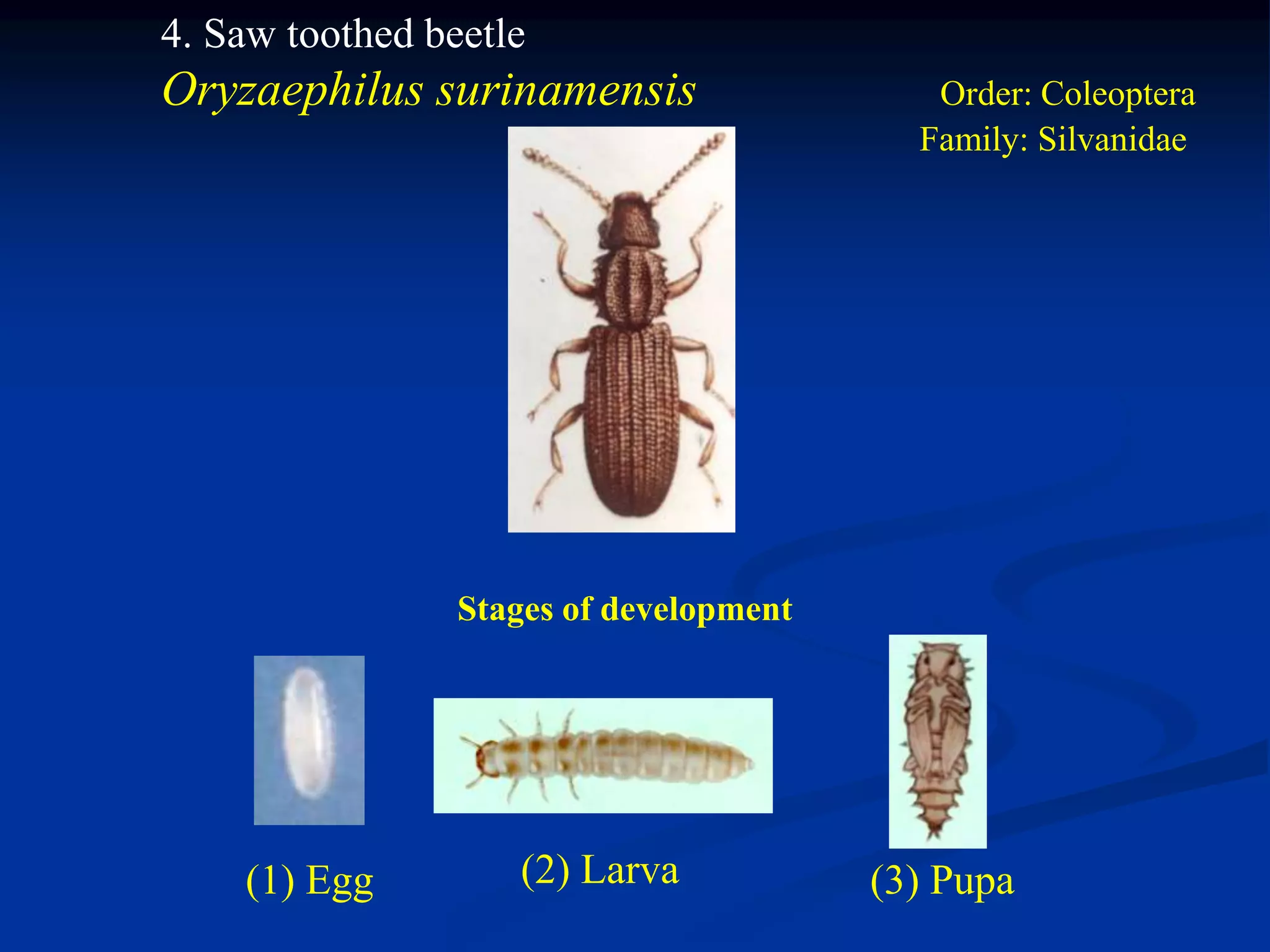 Stored grains.ppt
