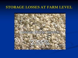 Stored grains.ppt