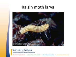 Stored raisin product pests | PPTX