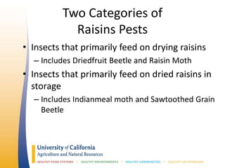 Stored raisin product pests | PPTX