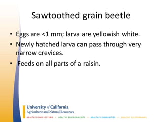 Stored raisin product pests | PPTX