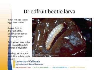 Stored raisin product pests | PPTX