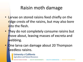 Stored raisin product pests | PPTX