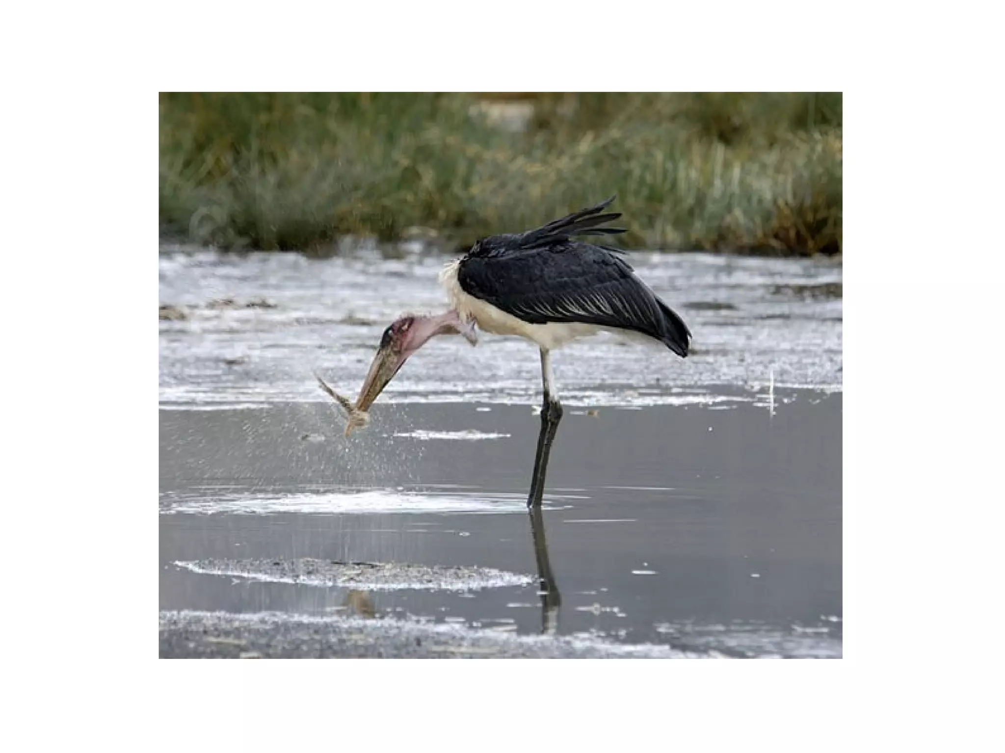 stork | ODP