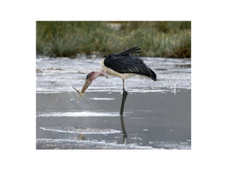 stork | PPT