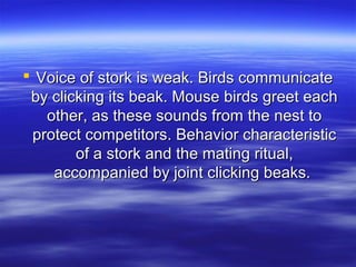 Stork | PPT