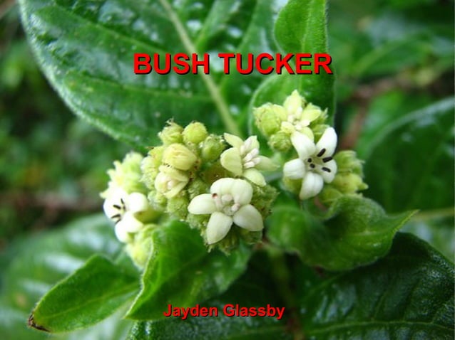 Bush tucker | PPT