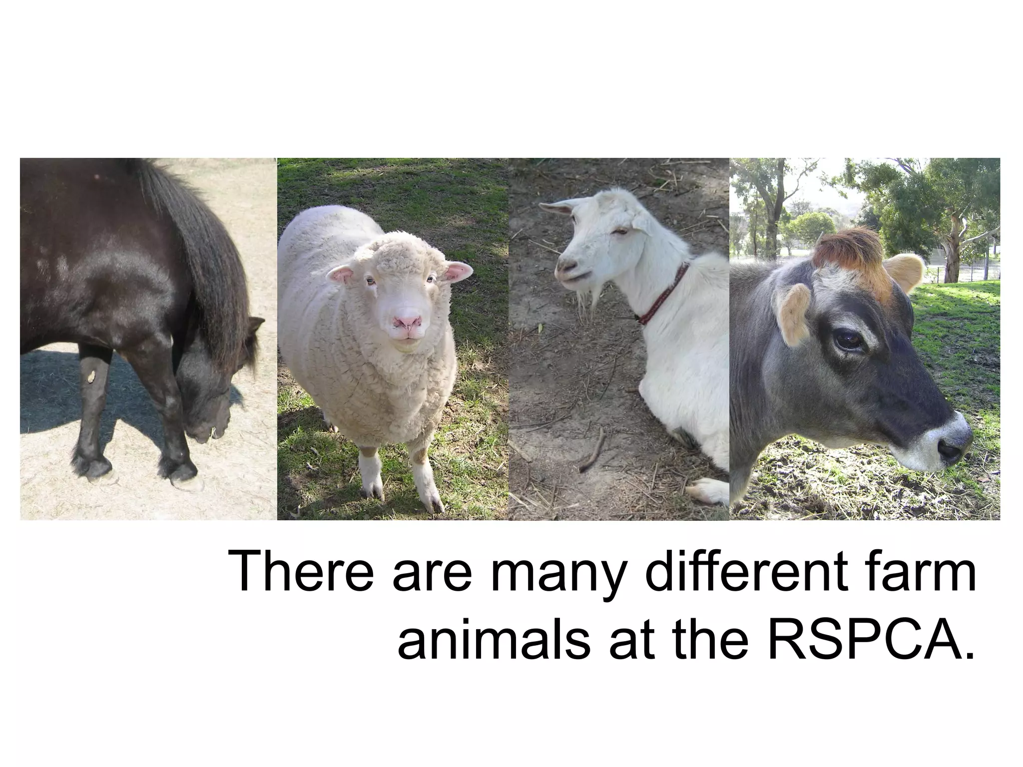 RSPCA Farm Animals Story | PPT