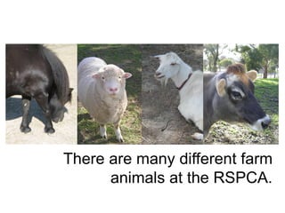 RSPCA Farm Animals Story | PDF | Pets