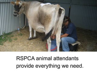 RSPCA Farm Animals Story | PDF | Pets