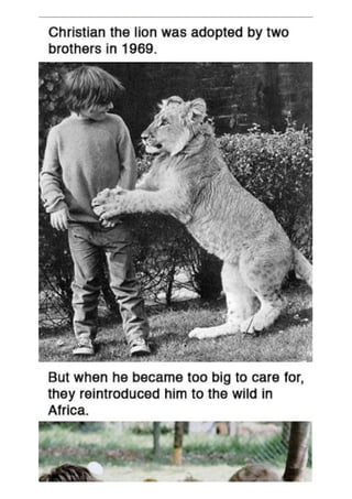 These Picture Will Tell You That Humanity Still Exist | PDF