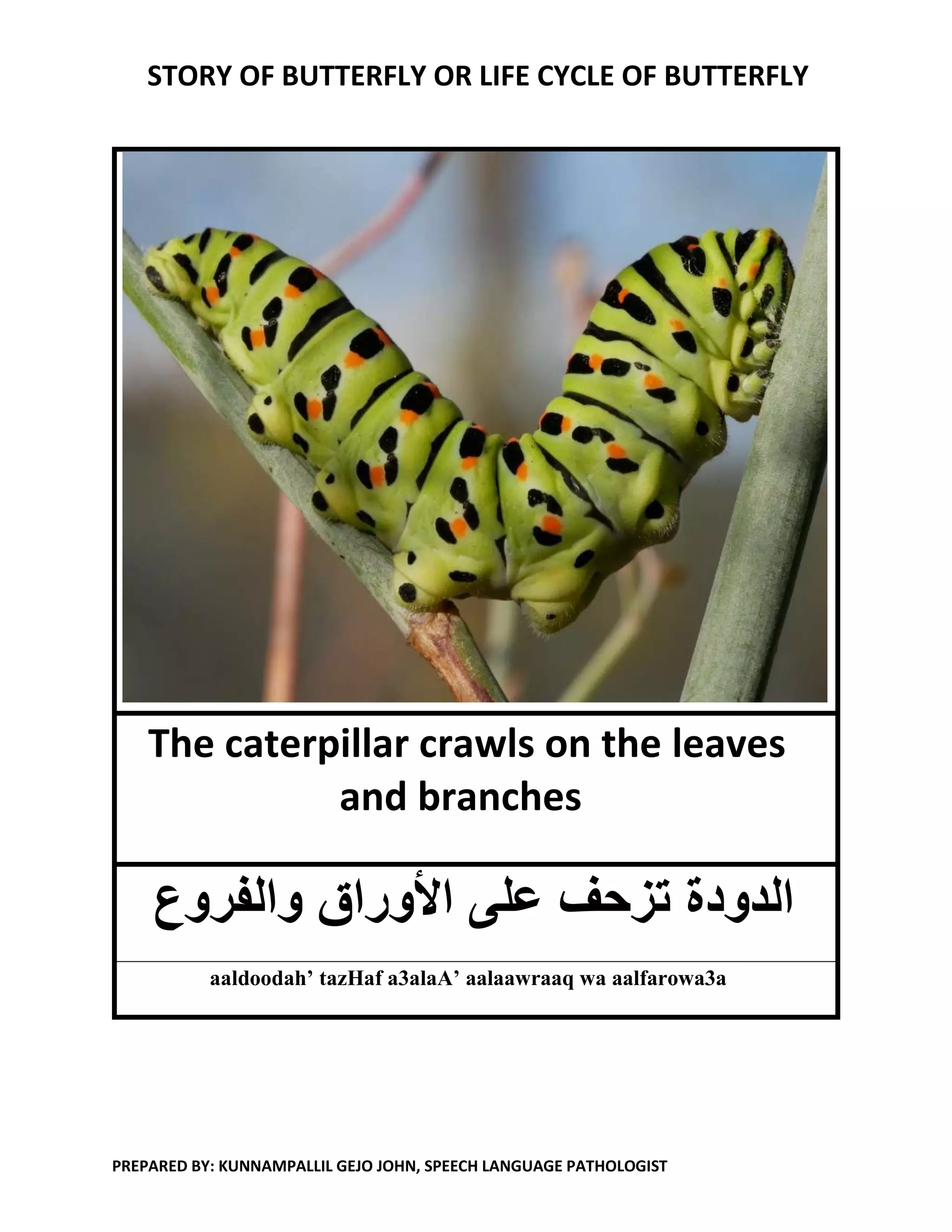 Story of butterfly or life cycle of butterfly in English and Arabic | PDF