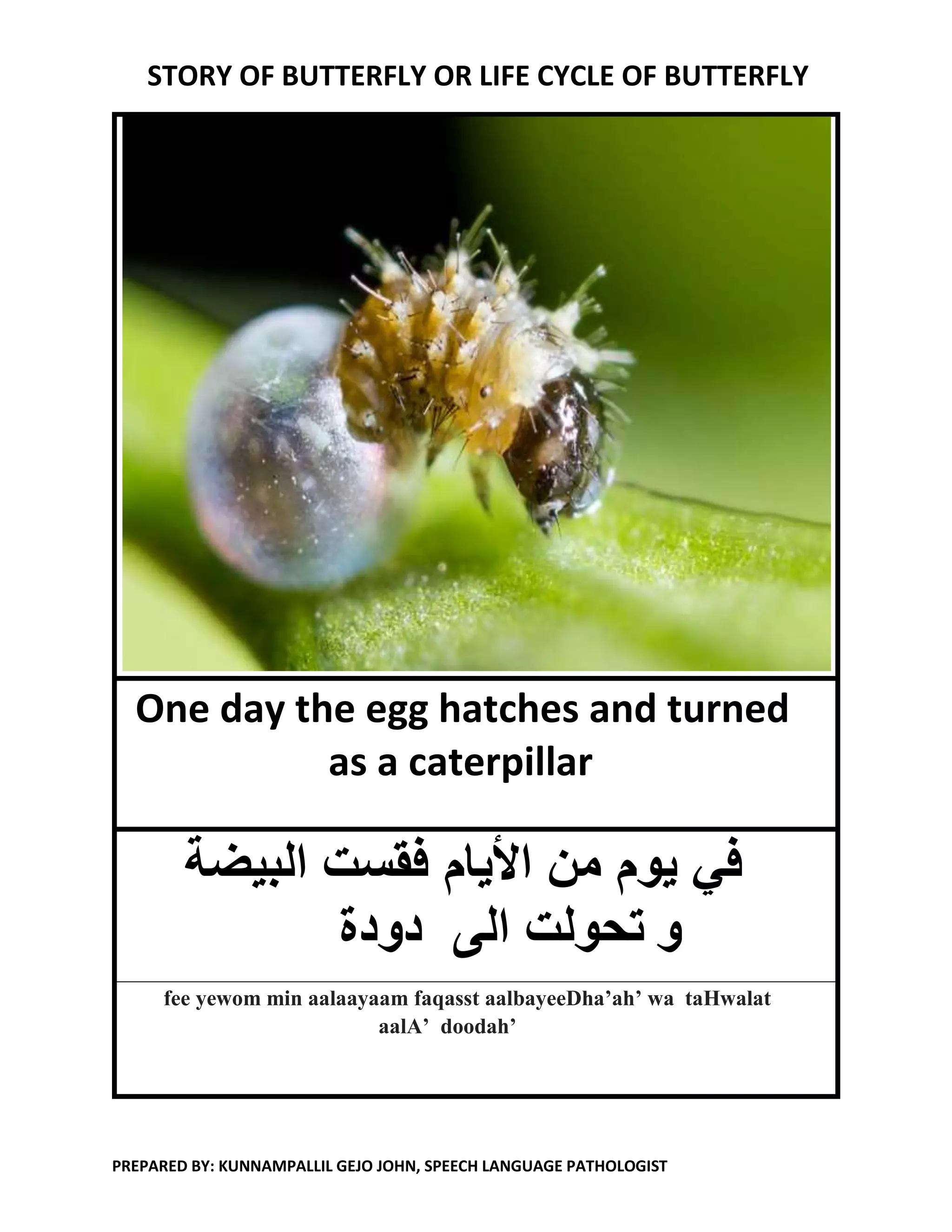 Story of butterfly or life cycle of butterfly in English and Arabic | PDF