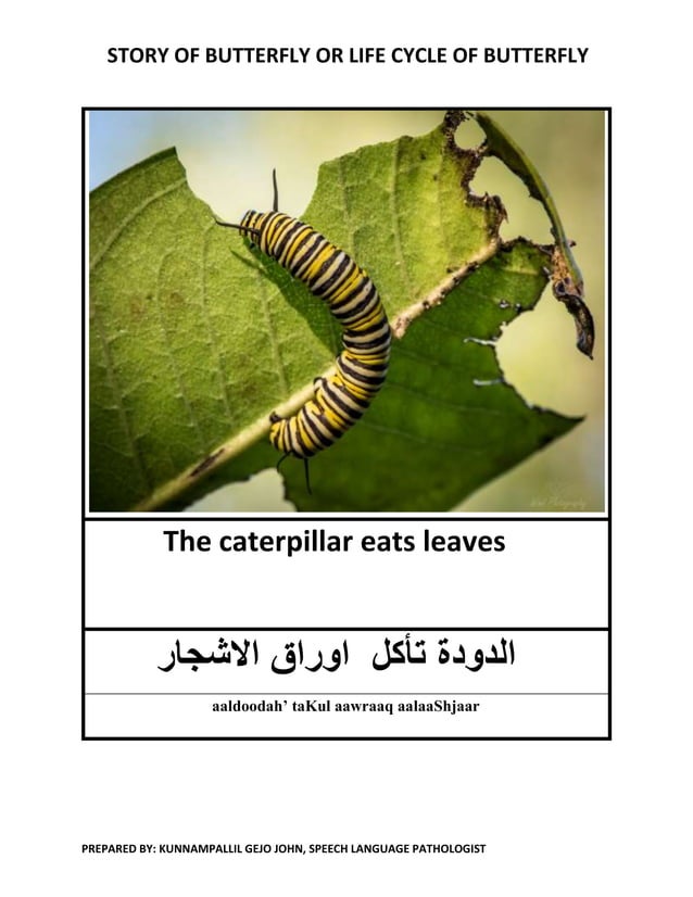 Story of butterfly or life cycle of butterfly in English and Arabic | PDF