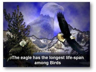Story of Eagle | PPTX