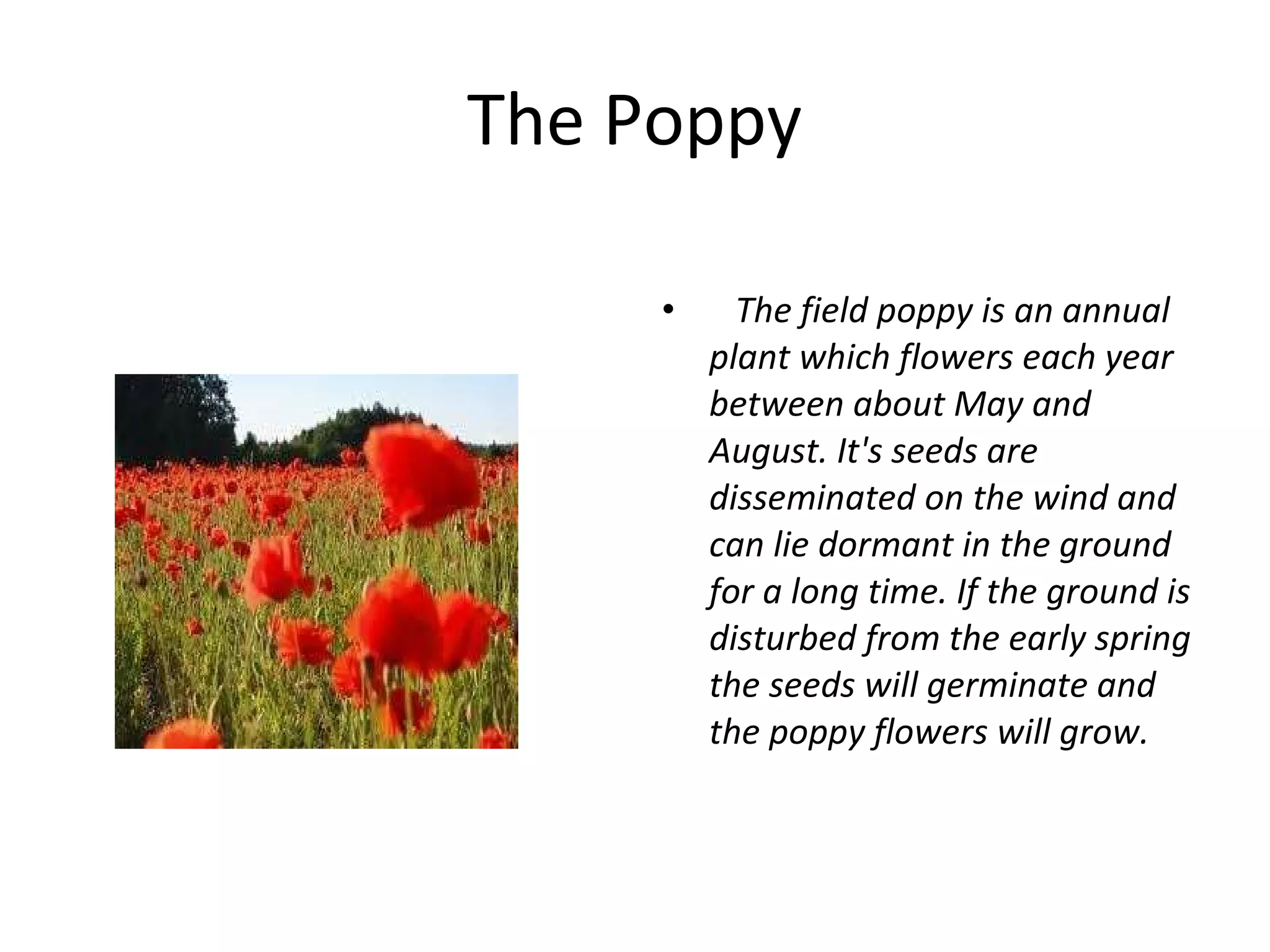 Story of the Memorial Day Poppy | PPT