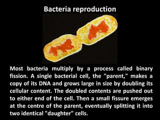 Story of micro organisms | PPT