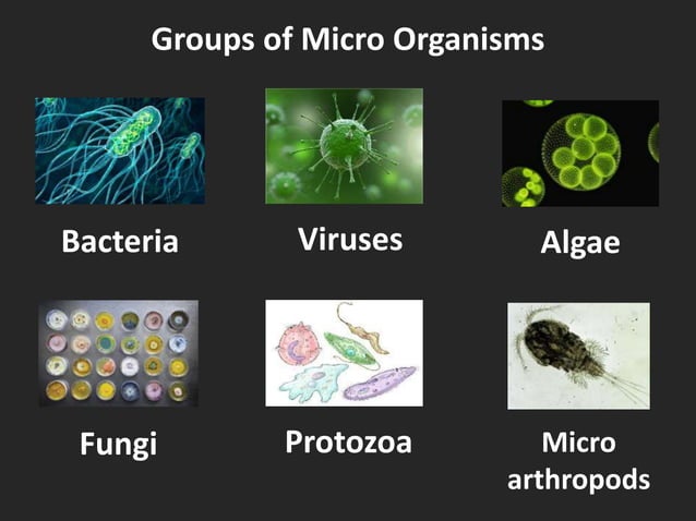 Story of micro organisms | PPT | Free Download