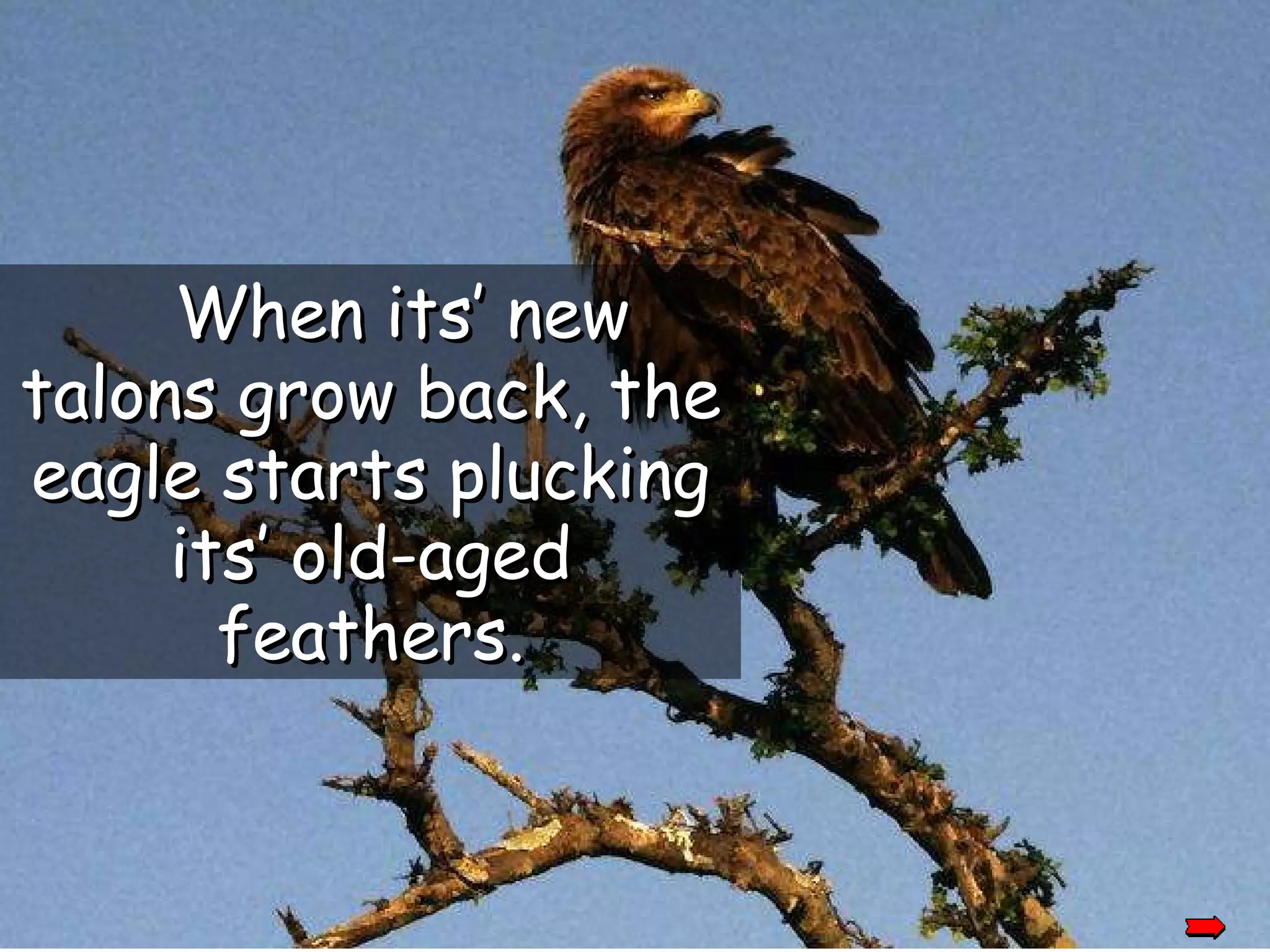 Story of the eagle | PPT