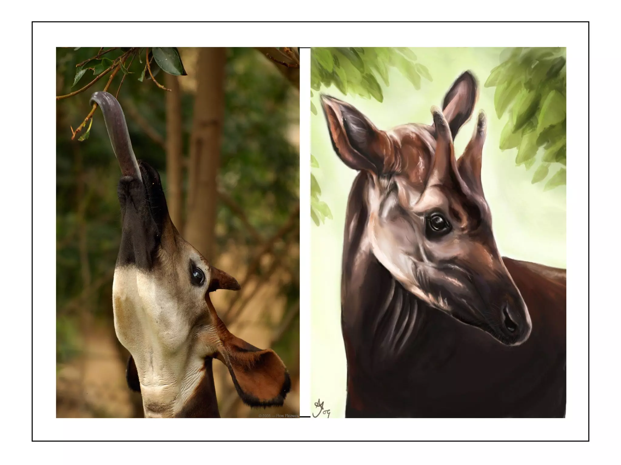 Story telling (okapi) by Arthit Wiangsima | PPT