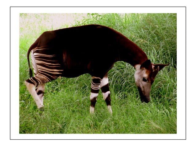 Story telling (okapi) by Arthit Wiangsima | PPT