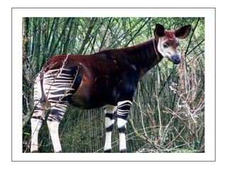 Story telling (okapi) by Arthit Wiangsima | PPT