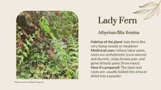 Hungry? Snack on these edible native plants | PPTX | Gardening | Home ...