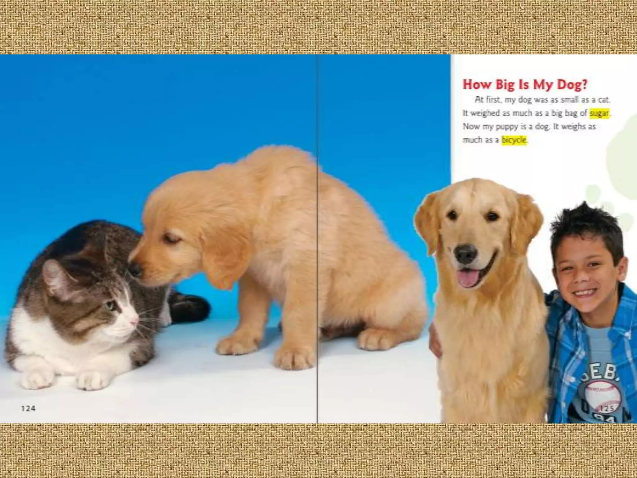 Storytown Dogs | PPTX