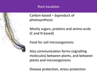 20. Roots in the Soil - Angela Straathof | PPT