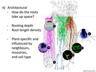 20. Roots in the Soil - Angela Straathof | PPT