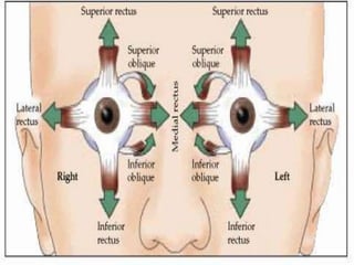 Strabismus | PPTX