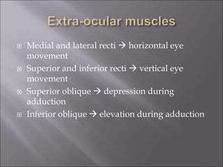 Strabismus (1).ppt