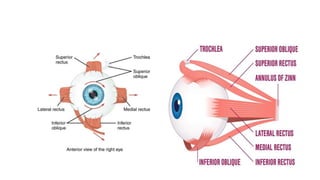 Strabismus o.a class | PPT