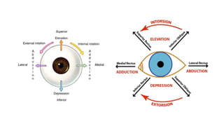 Strabismus o.a class | PPT