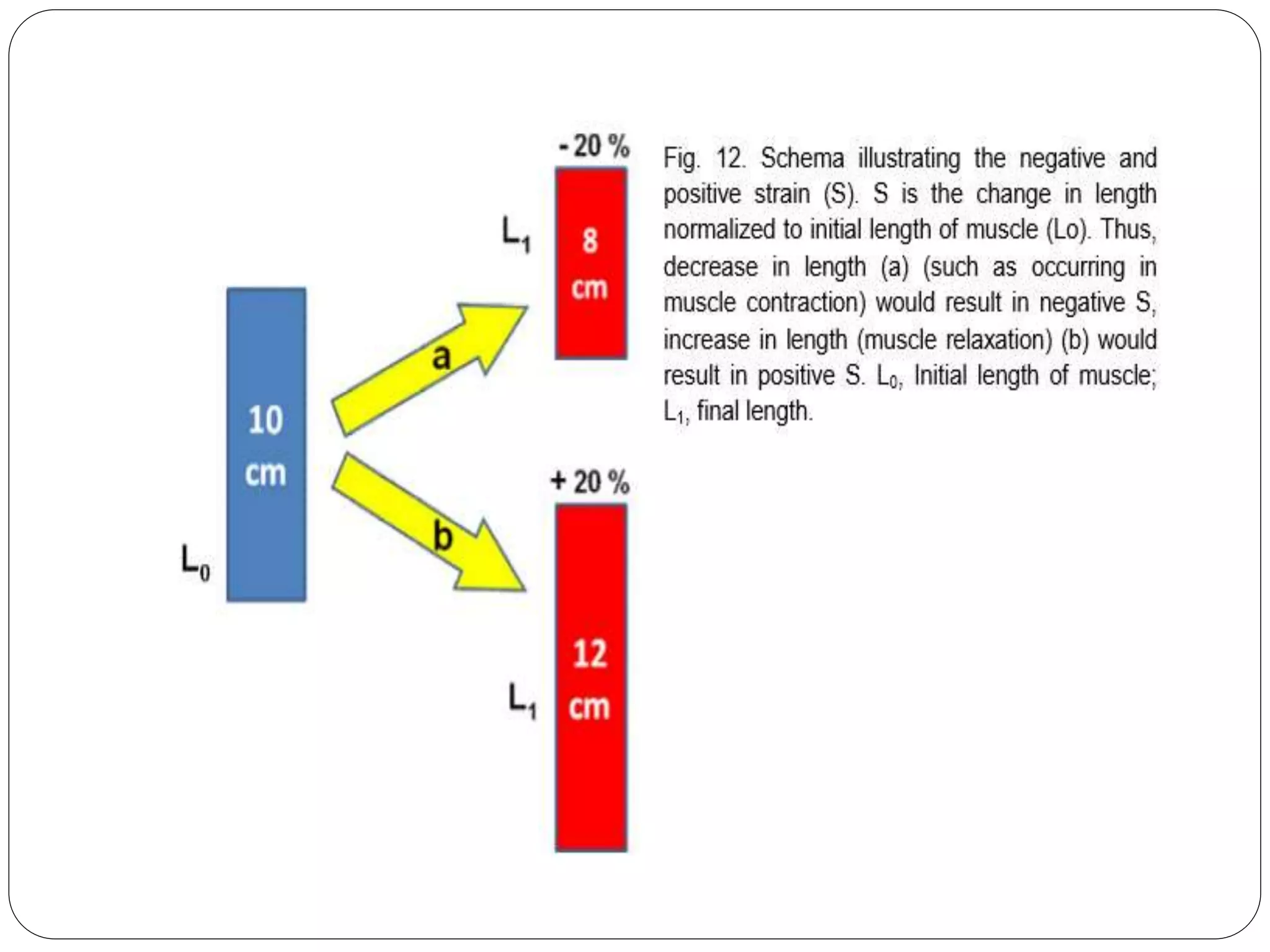 Strain and strain rate | PPTX