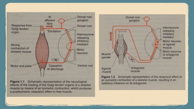 Strain counterstrain and the treatment principle | PPTX | Death, Injury ...