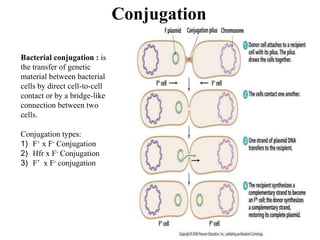 Strain development (Autosaved).docx