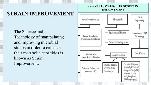 Strain improvement | PPTX