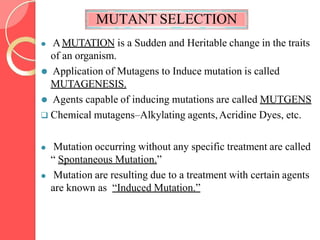 strain improvement.pptx | Biotech and Biomedical Industry | Industries