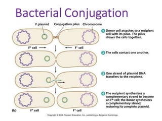 Microbial Fermentation(Strain Improvement) | PPT