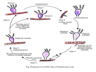 Microbial Fermentation(Strain Improvement) | PPT
