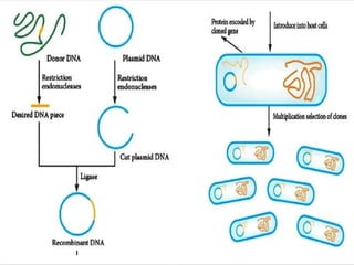 Microbial Fermentation(Strain Improvement) | PPT