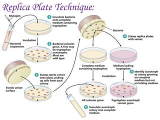 Microbial Fermentation(Strain Improvement) | PPT