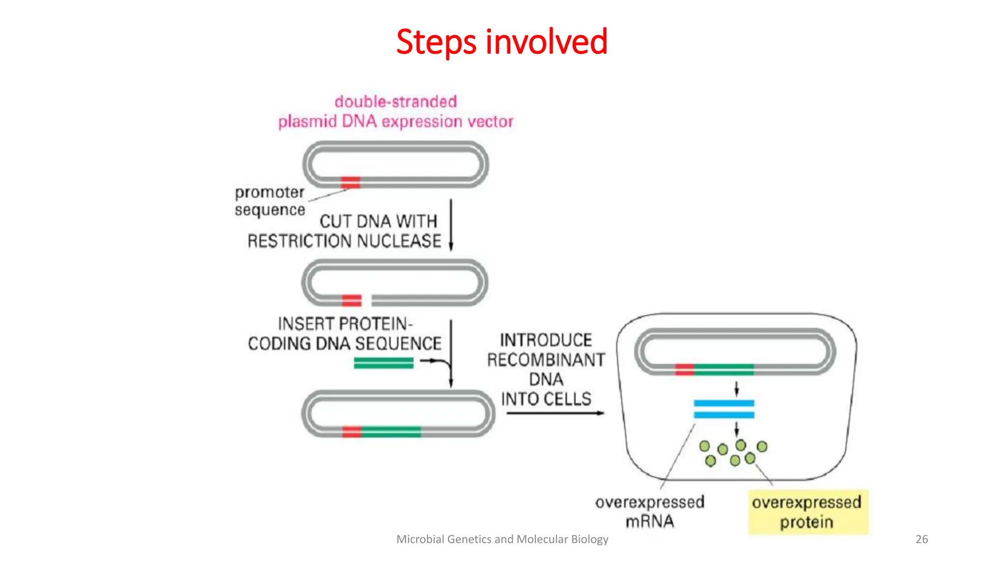Strain improvement in microbial genetics .pptx